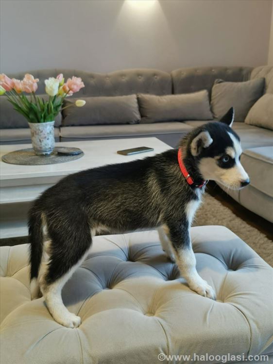 Sibirski haski , štene | Halo Oglasi