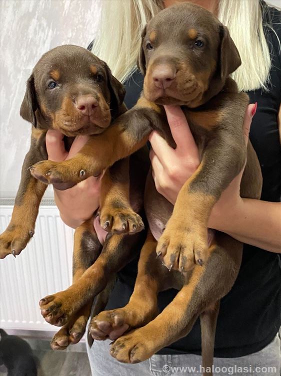 Doberman , štene | Halo Oglasi