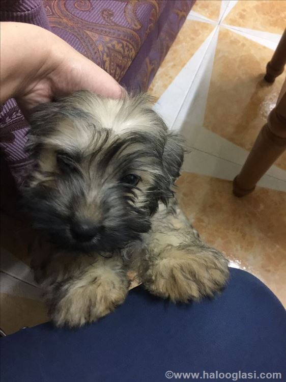 Havanski bišon, štene | Halo Oglasi