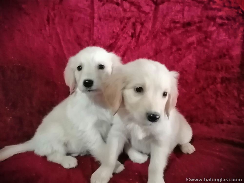 Zlatni retriver, štene | Halo Oglasi