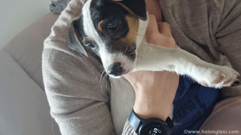 Džek Rasel terijer, štene | Halo Oglasi