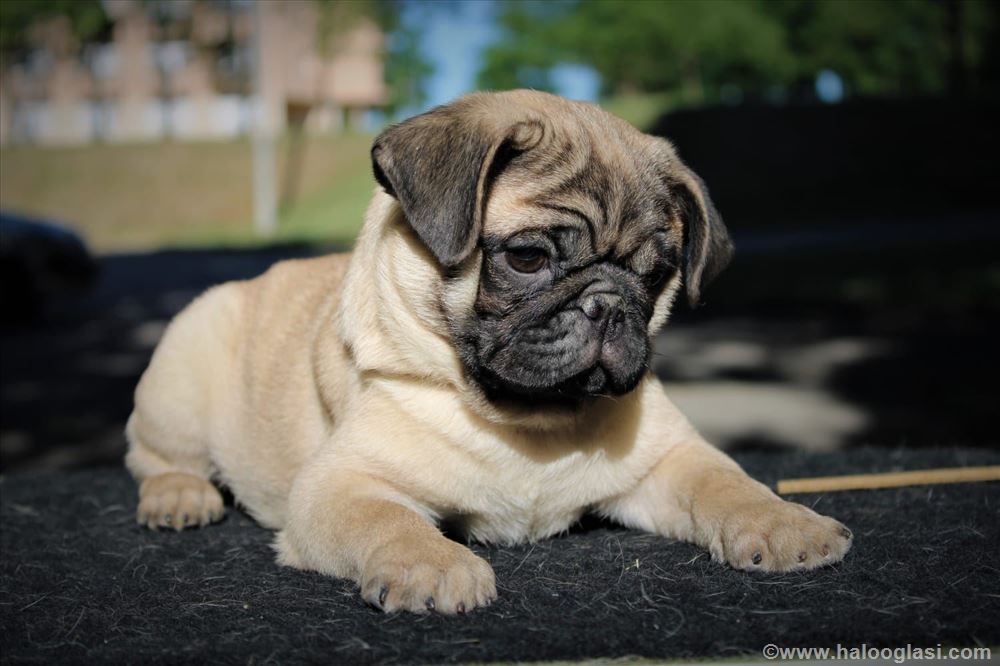 Mops , štene | Halo Oglasi