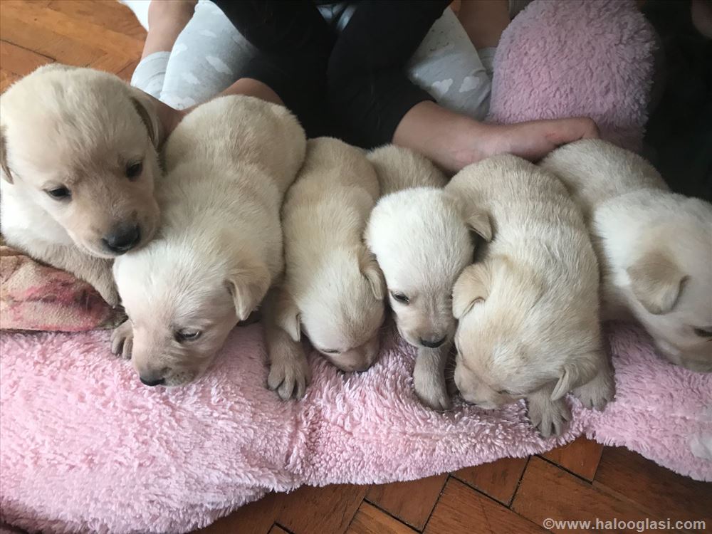 Labrador retriver, štene | Halo Oglasi