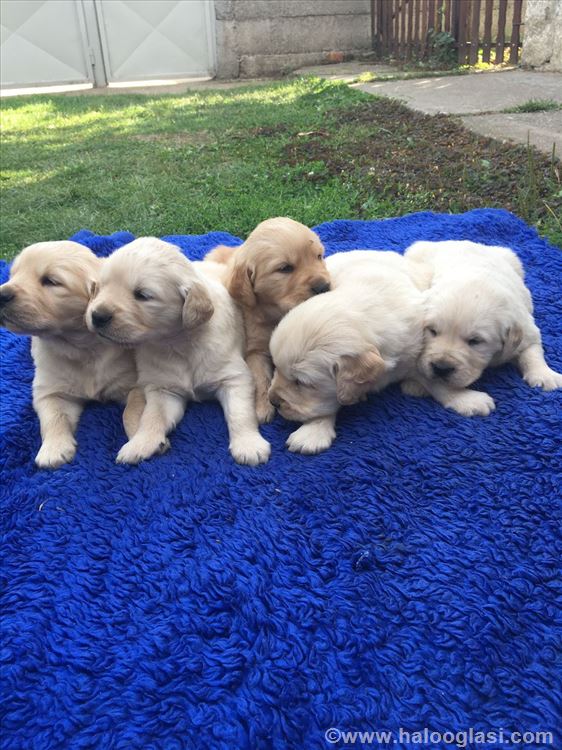 Zlatni retriver, štene | Halo Oglasi