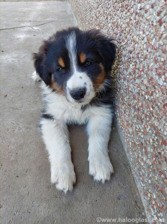 Border koli, štene | Halo Oglasi