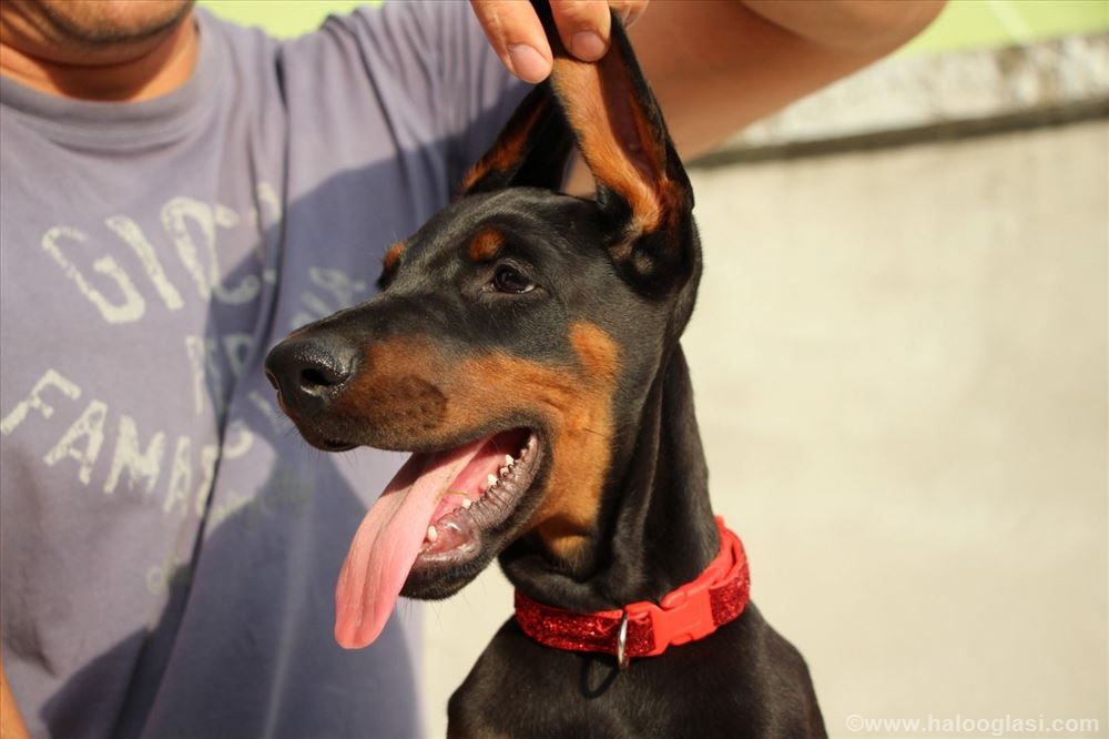Doberman - štene | Halo Oglasi