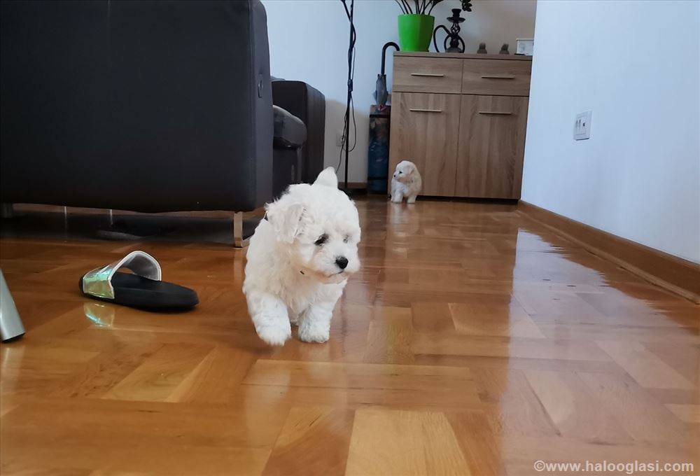 Kovrdžavi bišon, štene | Halo Oglasi