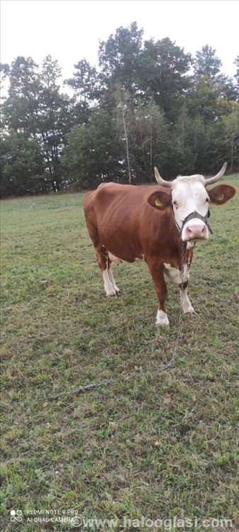Prodajem kravu | Halo Oglasi