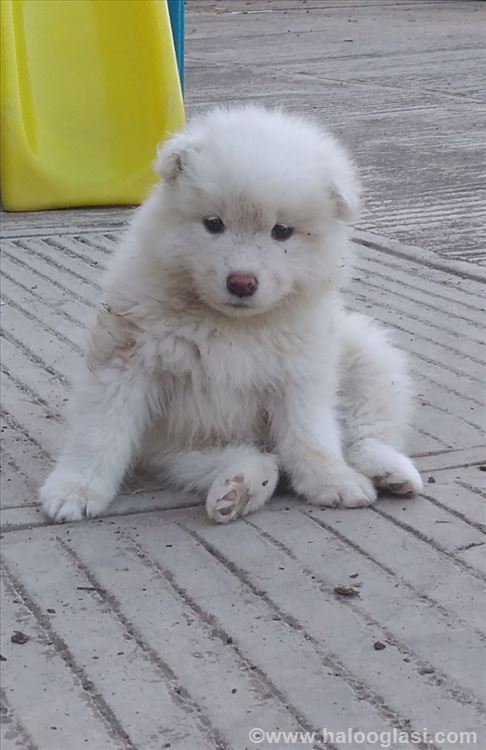Samojed, štene | Halo Oglasi