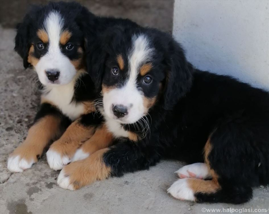 Bernski pastirski pas, štene | Halo Oglasi