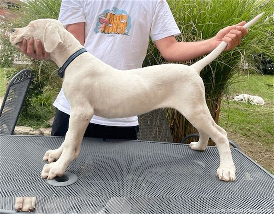 Argentinski pas, štene | Halo Oglasi