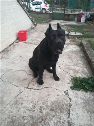 Prodaja pasa i psi na poklon Cane corso | Halo oglasi