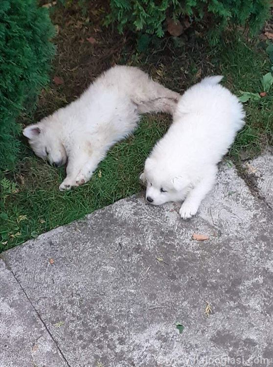 Samojed, štene | Halo Oglasi