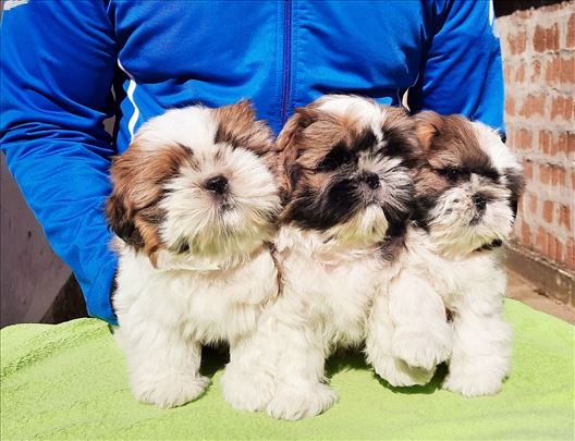 Prodaja pasa i psi na poklon Ši-cu | Halo oglasi