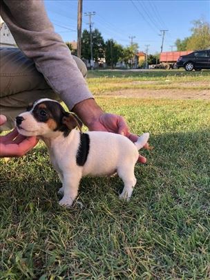 Oglasi za pse Džek Rasel terijer | Halo oglasi