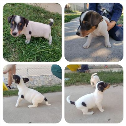 Prodaja pasa i psi na poklon Džek Rasel terijer | Halo oglasi