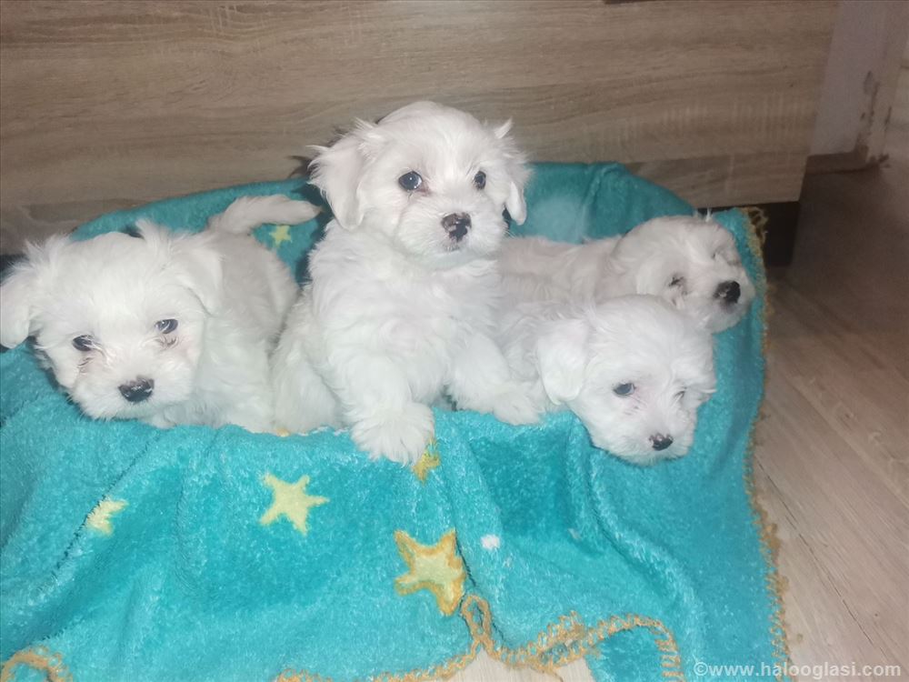 Mini Maltezer , štene | Halo Oglasi