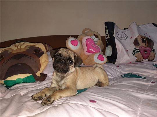 Oglasi za pse Mops | Halo oglasi