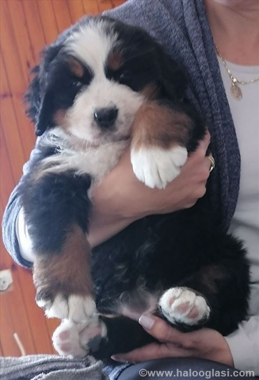 Bernski pastirski pas, štene | Halo Oglasi