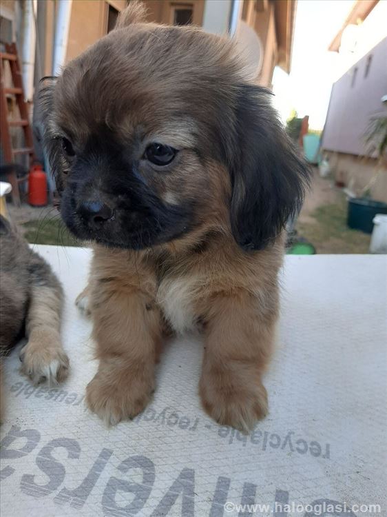 Pekinezer, štene | Halo Oglasi