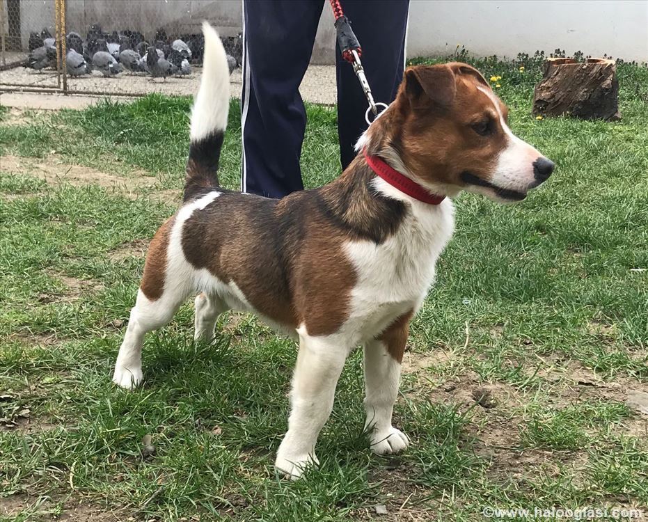 Džek Rasel, mužjak za parenje | Halo Oglasi