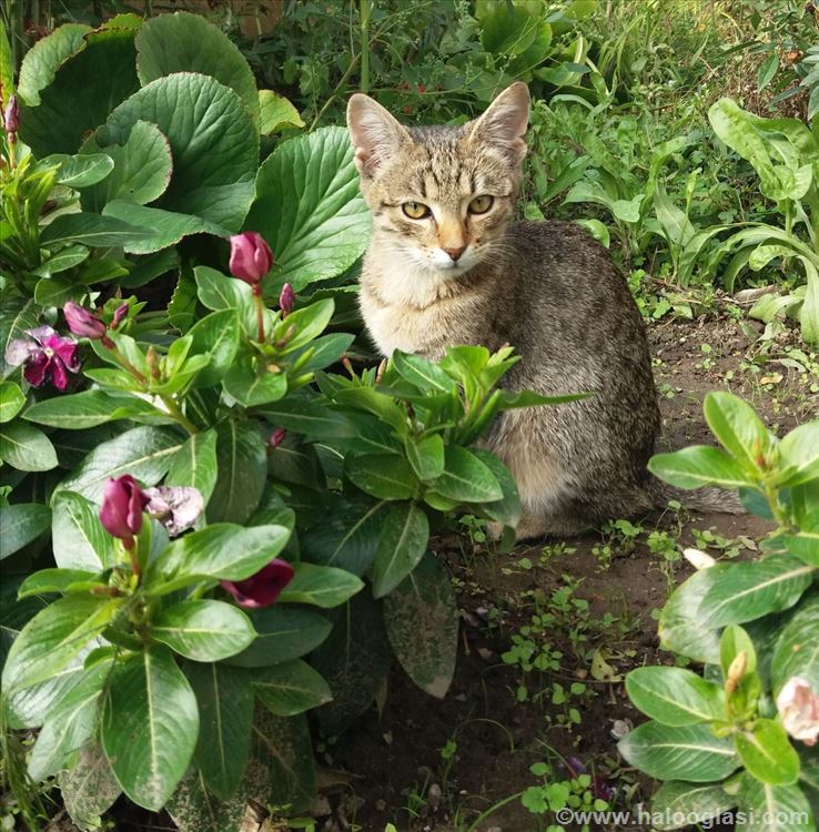 Poklanjaju se divne, umiljate, tigraste mace | Halo Oglasi