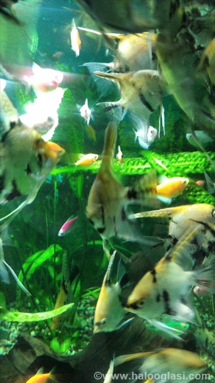 Akvarijumske ribice Skalari | Halo Oglasi