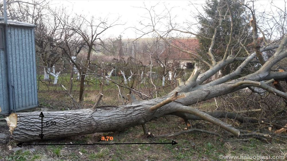 Orah stablo prodaja | Halo Oglasi