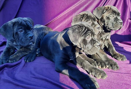 Prodaja pasa i psi na poklon Cane corso | Halo oglasi