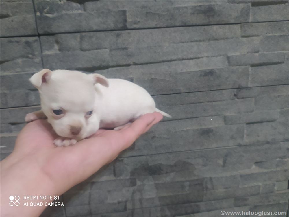 Čivava,mini i mikro vrhunska stenad pasos cip bgd | Halo Oglasi