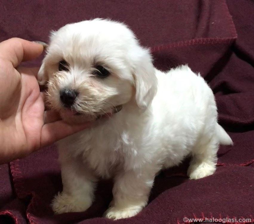 Maltezer vrhunska stenad pasos cip bgd | Halo Oglasi