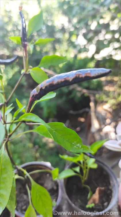 Thai Cili Purple Seme | Halo Oglasi