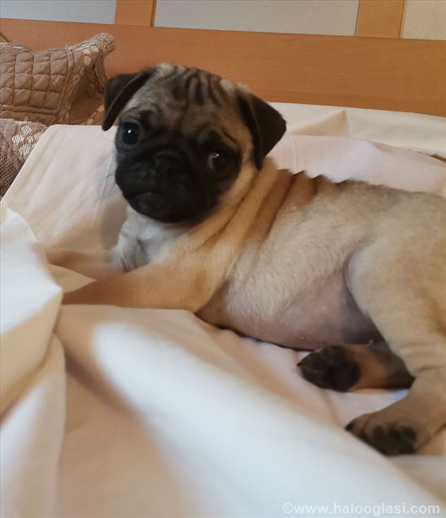 Mops , štene | Halo Oglasi