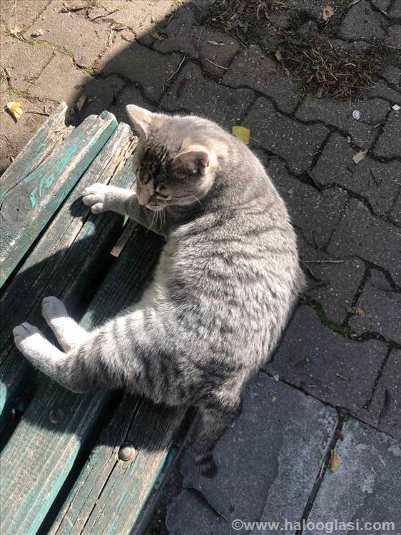 Preslatka maca trazi dom | Halo Oglasi