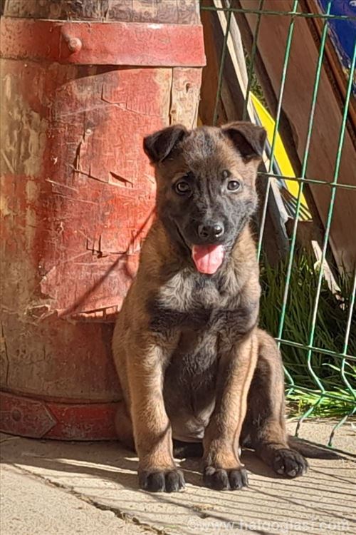 Belgijski ovčar-Malinoa | Halo Oglasi