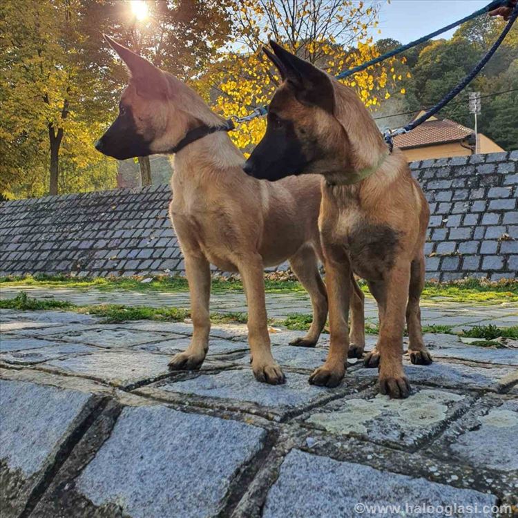 Belgijski ovčar malinoa štenci | Halo Oglasi