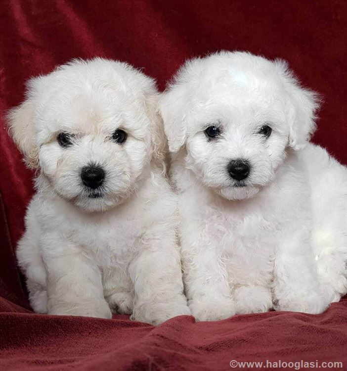Kovrdžavi bišon, štene | Halo Oglasi