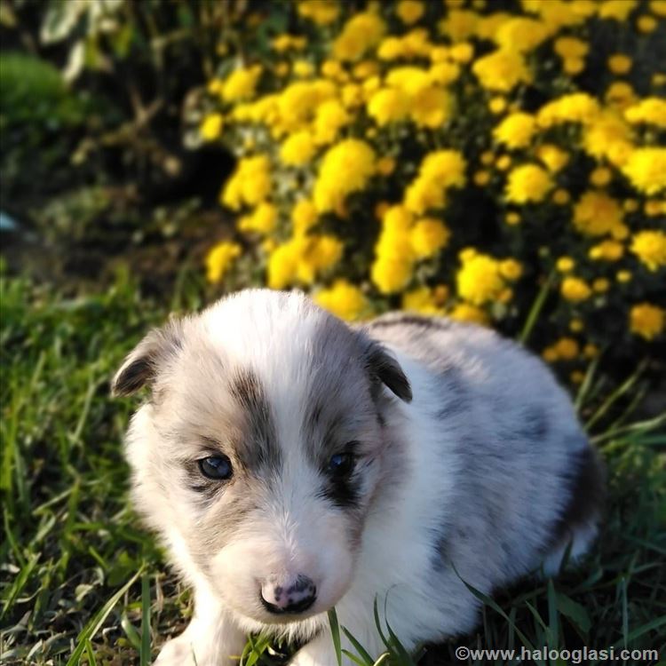 Border koli, štene | Halo Oglasi