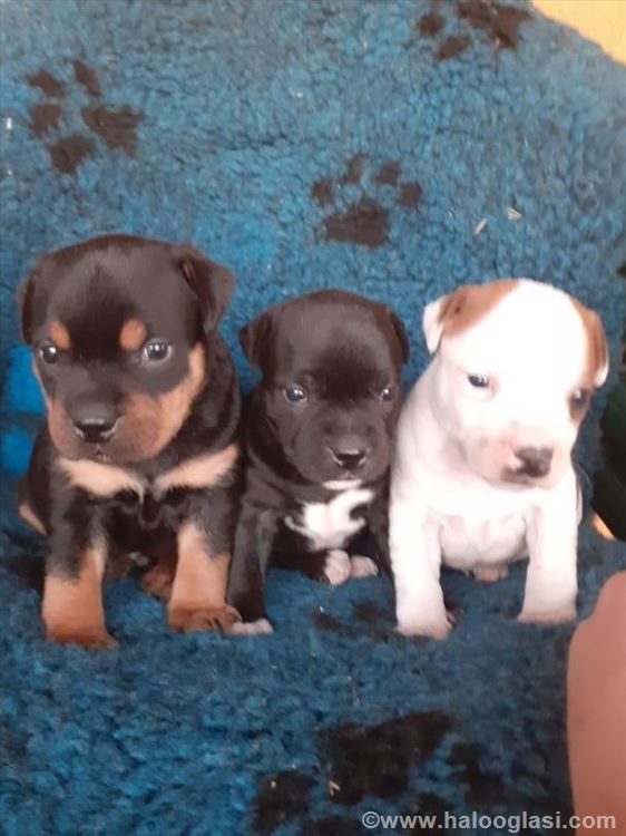 Stafordski bul terijer | Halo Oglasi