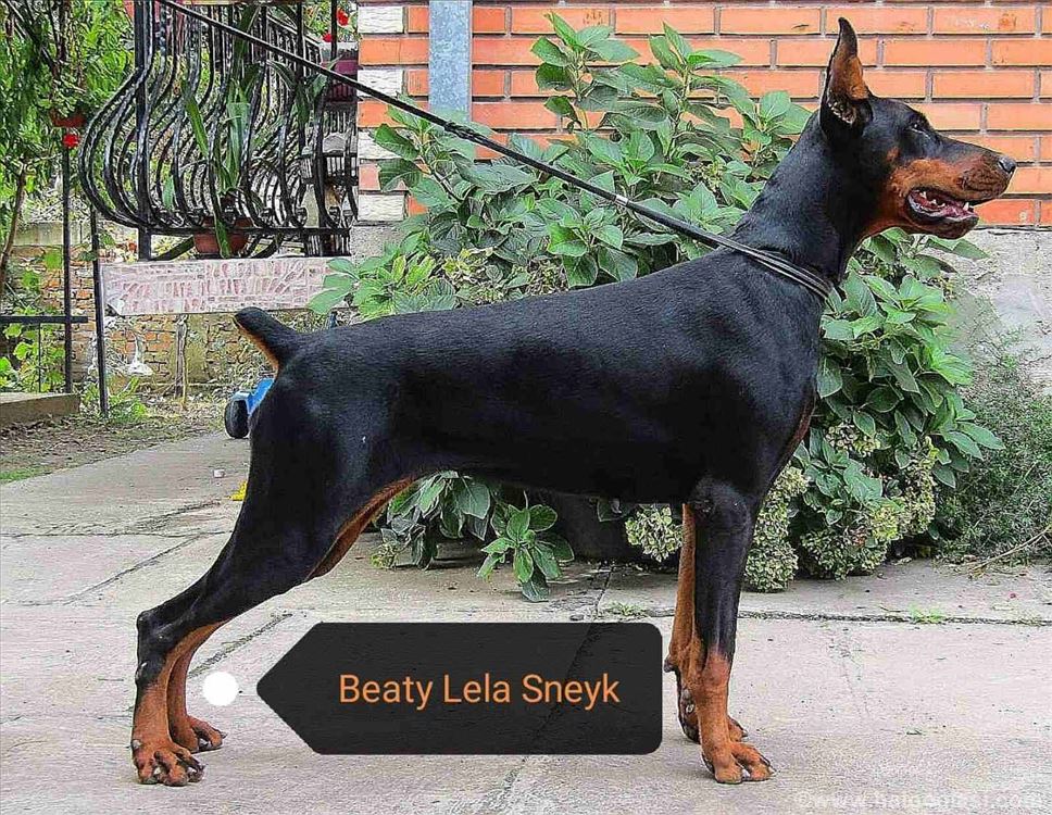 Doberman , štene | Halo Oglasi