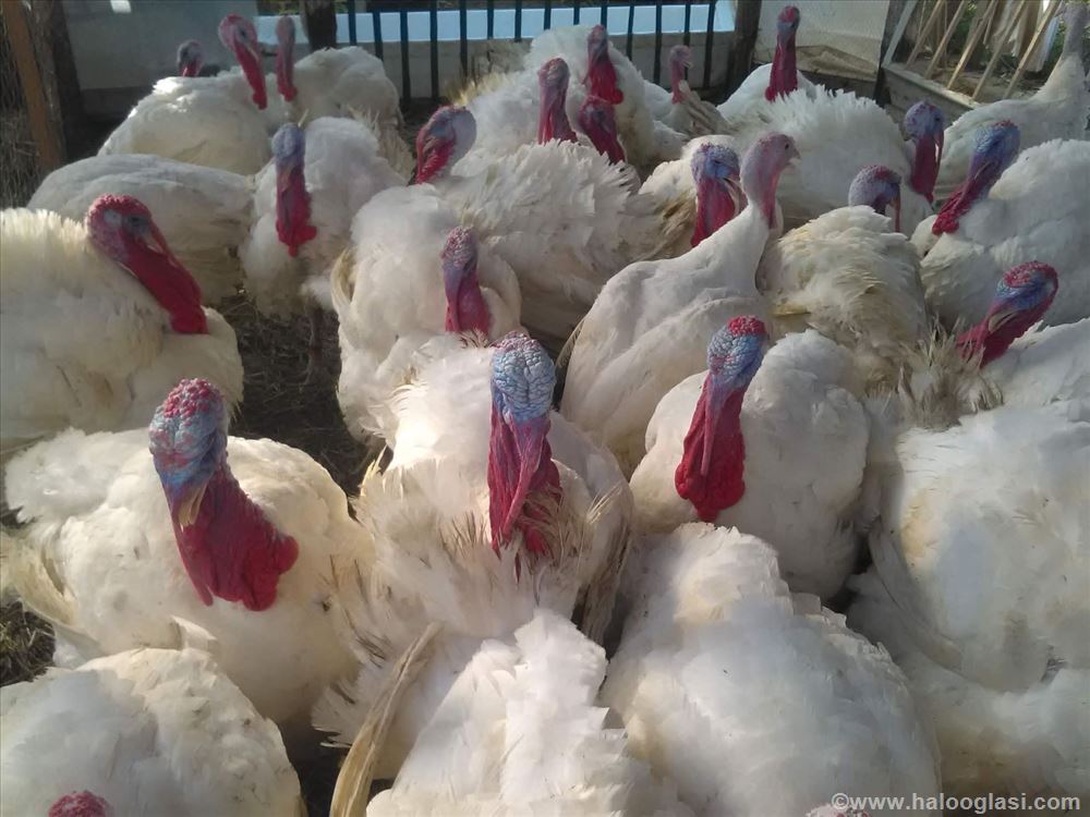 ĆURKE | Halo Oglasi