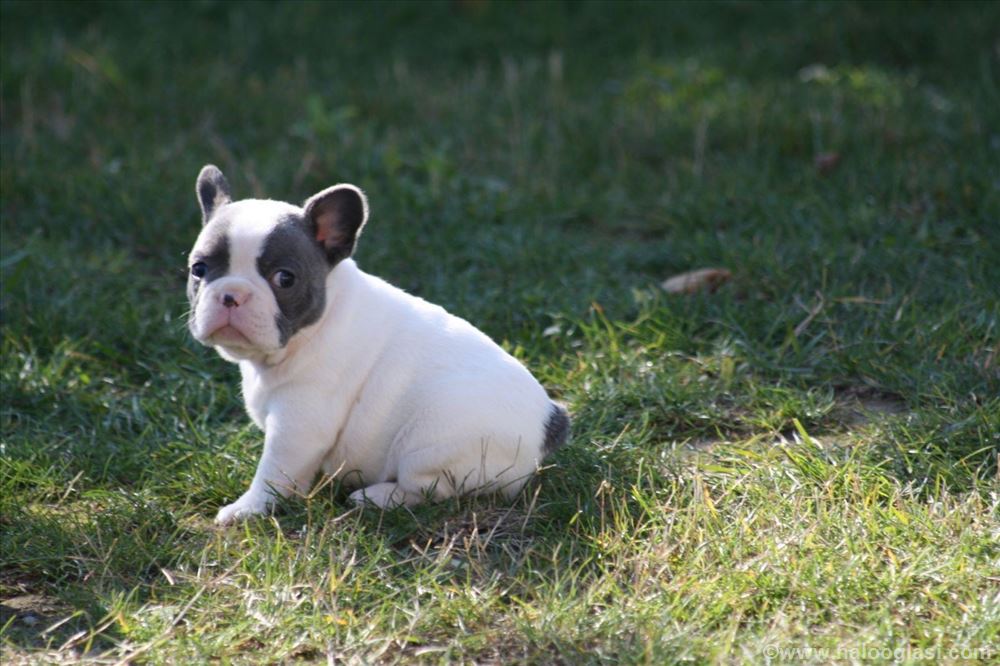 Plavi francuski buldog | Halo Oglasi