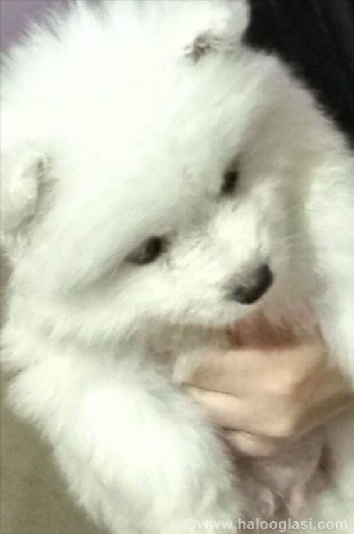 Samojed, štene | Halo Oglasi