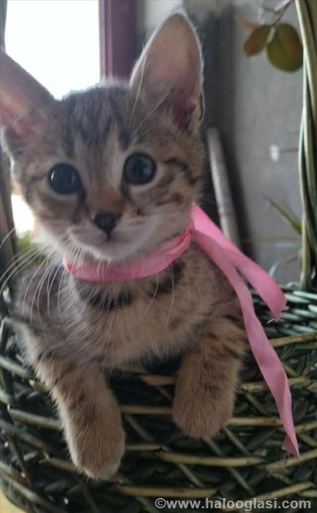 Lepa Lara traži savršen dom | Halo Oglasi