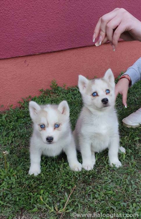 Sibirski haski, štene | Halo Oglasi