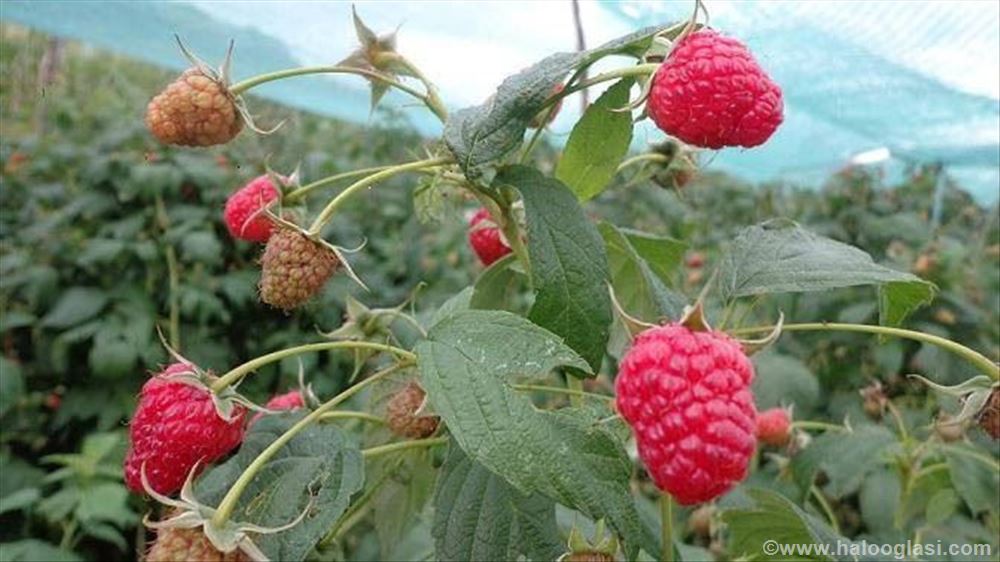 Sadnice stalnoradjajuce maline Polka i Polana | Halo Oglasi