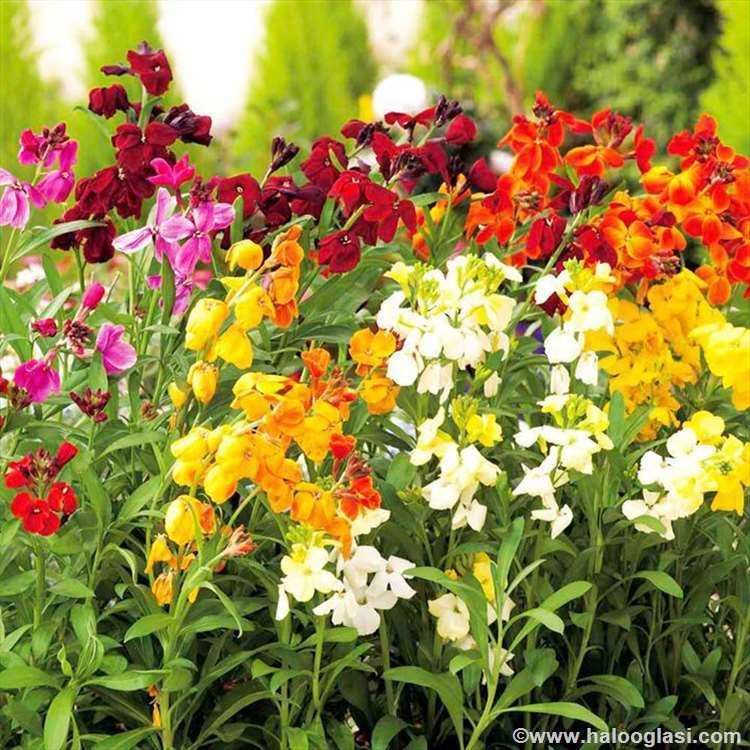 Cvece Seboj loptasti | Halo Oglasi