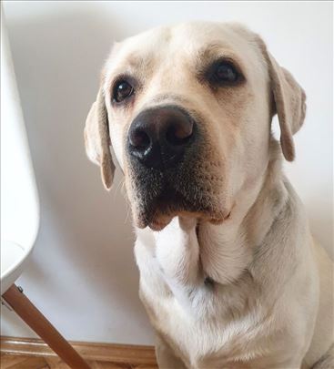 Prodaja pasa i psi na poklon Labrador retriver | Halo oglasi
