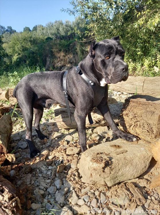 Kane korso, odrastao pas | Halo Oglasi