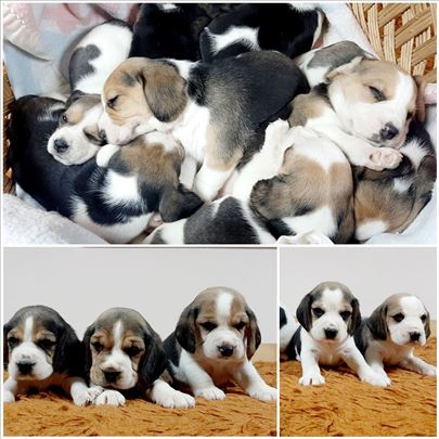 Prodaja pasa i psi na poklon Bigl | Halo oglasi